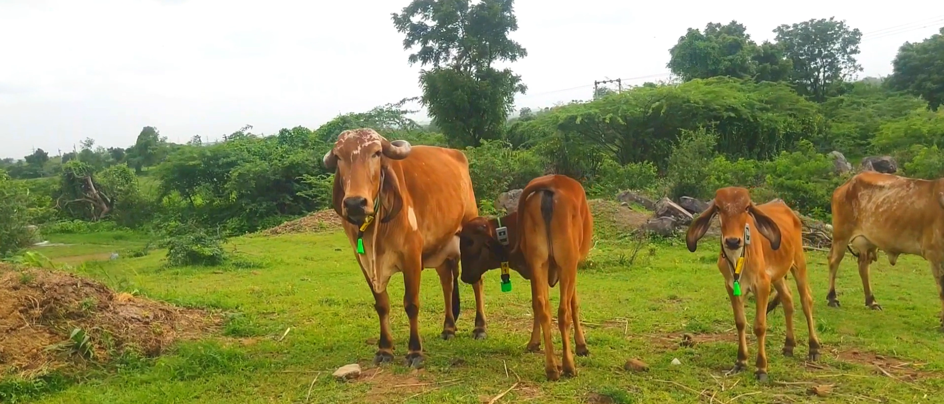 HariBol A2 Desi Cow Milk: Wellness in Every Sip!