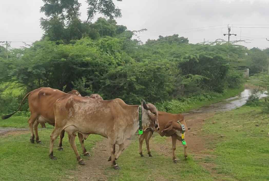 Live Farms - Ahimsa